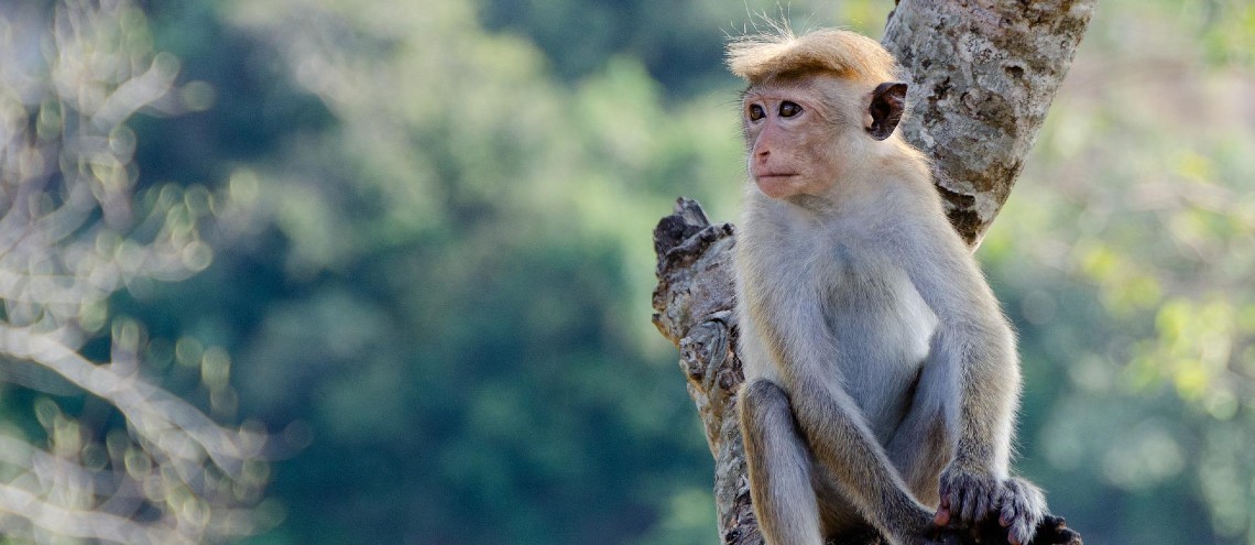 The Complete Guide to Monkeypox